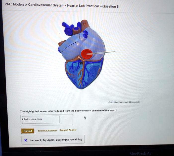 PAL: Models > Cardiovascular System - Heart > Lab Practical > Question ...