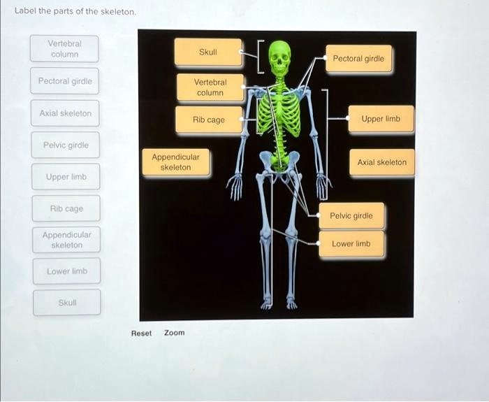 SOLVED: Label the parts of the skeleton. Vertebral column Pectoral girdle Axial skeleton Pelvic ...