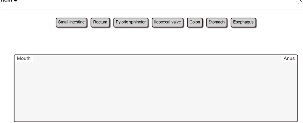 Small intestine Rectum Pyloric sphincter Ileocecal valve Colon Stomach ...