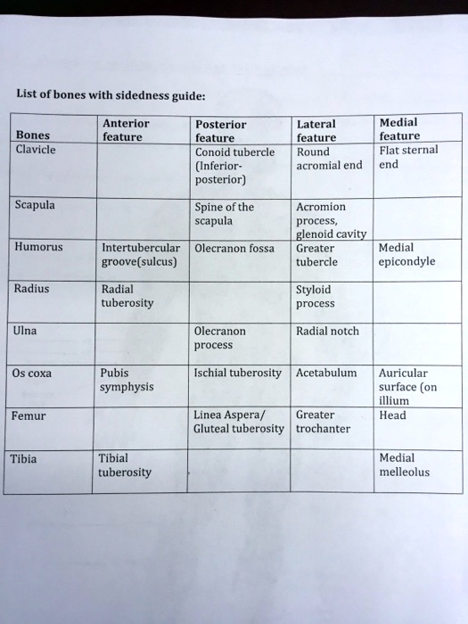 SOLVED: List of bones with sidedness guide: Anterior fcature Posterior ...