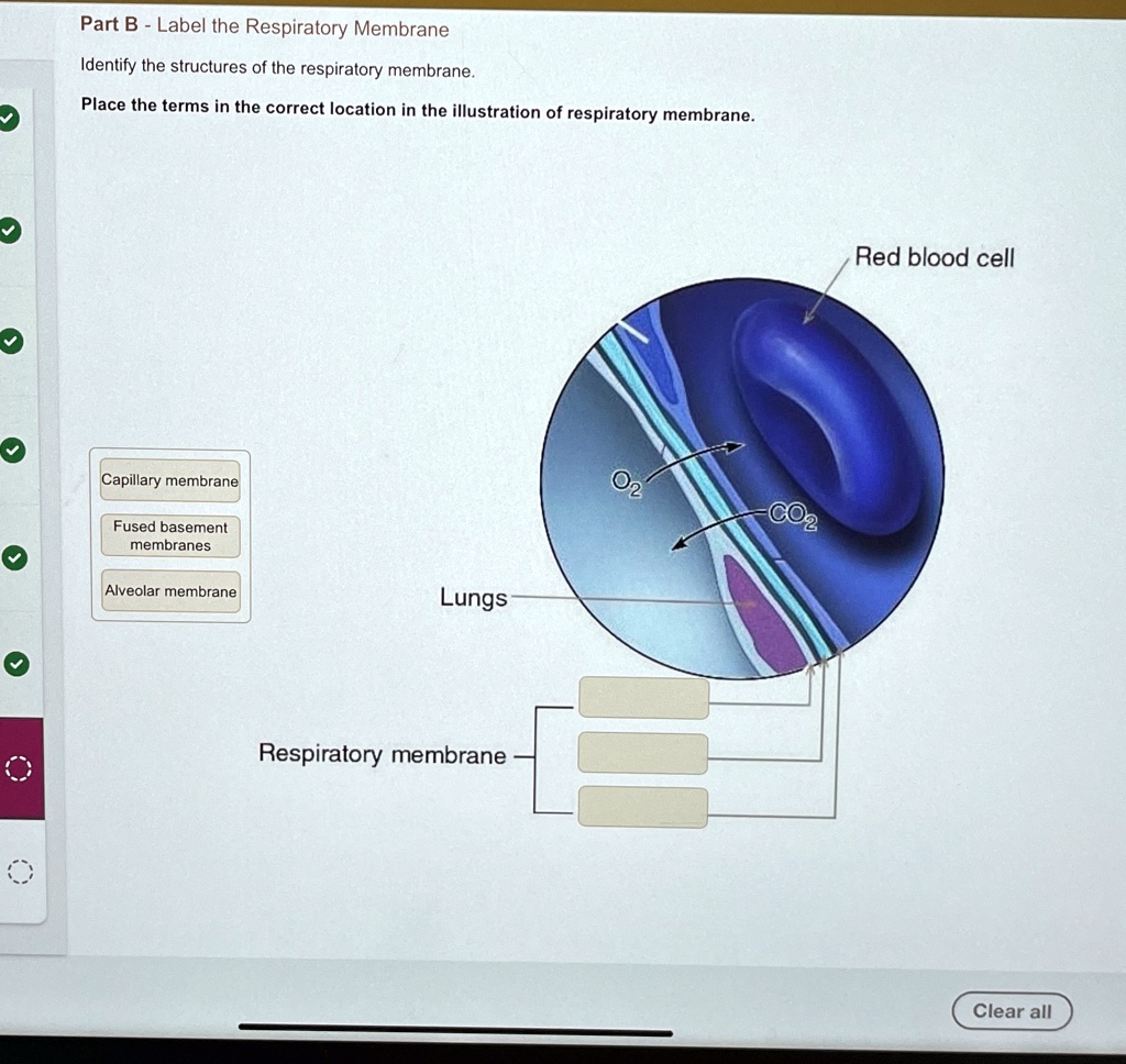part b label the respiratory membrane identify the structures of the ...