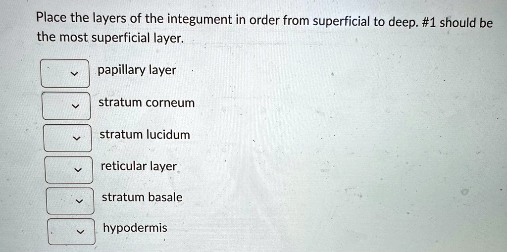 place the layers of the integument in order from superficial to deep 1 ...