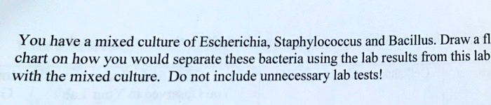 You have a mixed culture of Escherichia, Staphylococcus and Bacillus ...