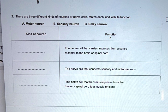 SOLVED: There are three different kinds of neurons nerve cells Match each kind with its function ...
