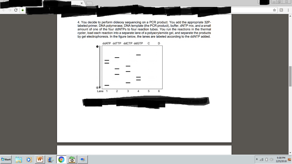 SOLVED: You decide perform dideoxy sequencing PCR product: You add the ...