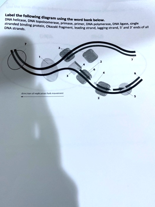 Label the following diagram using the word bank below. DNA helicase ...