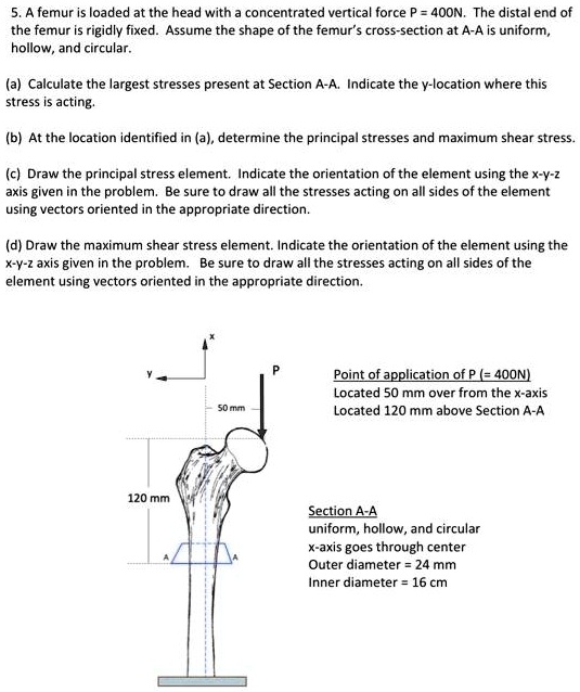 SOLVED: Biomechanics 5.A femur is loaded at the head with a ...