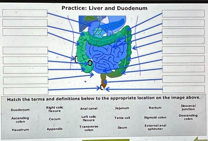 Ileocecal Valve Location