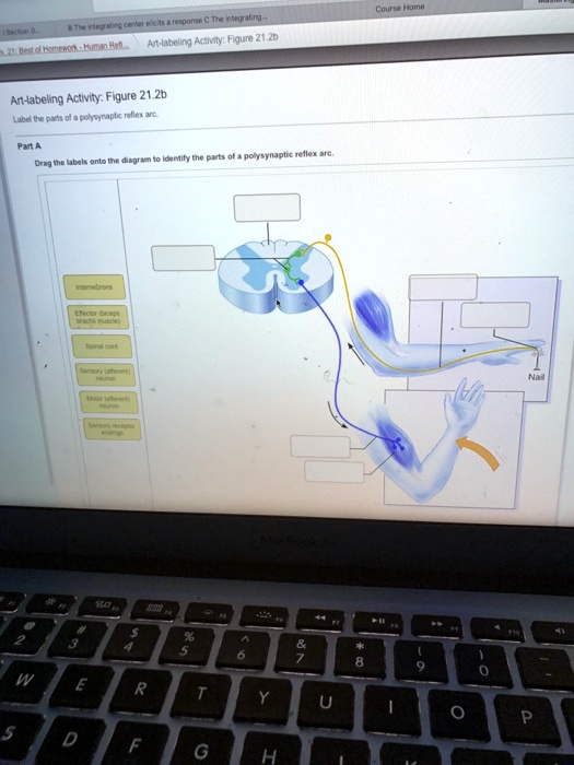 21 Best Homework - Human Reflex Arc - A Being Activity Figure 21.2b Art-Labeling Activity ...
