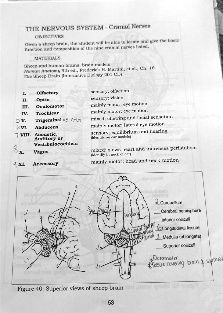 the nervous system cranial nerves objectives given a sheep brain the ...
