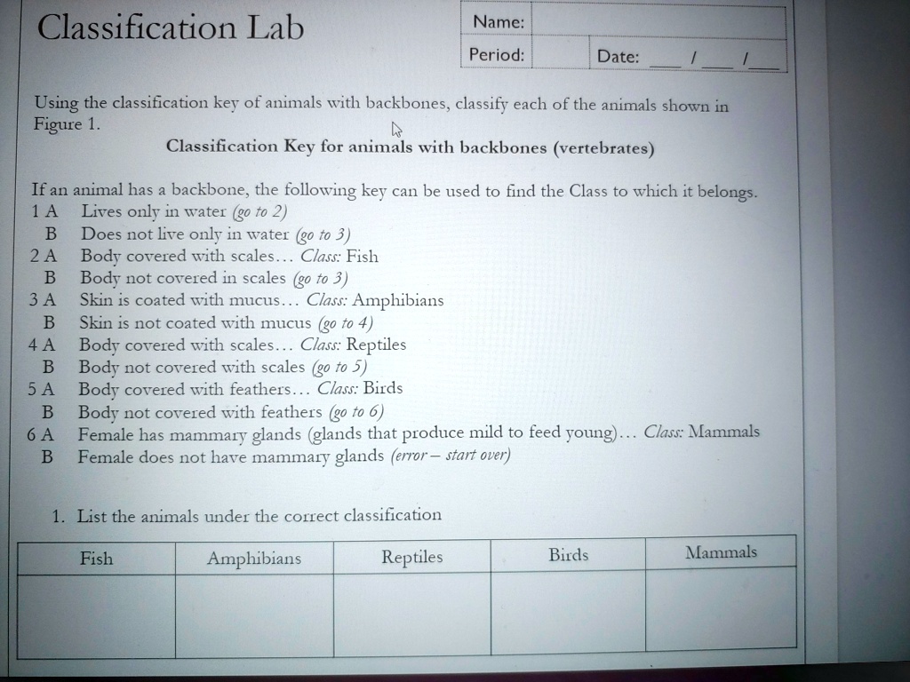 can you list the animals under the correct classification classification lab name period date ...