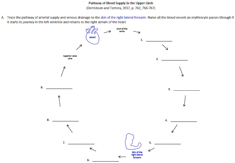 pathway of blood supply in the upper limb derrickson and tortora 2017 p ...