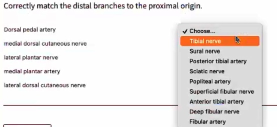 Correctly match the distal branches to the proximal...