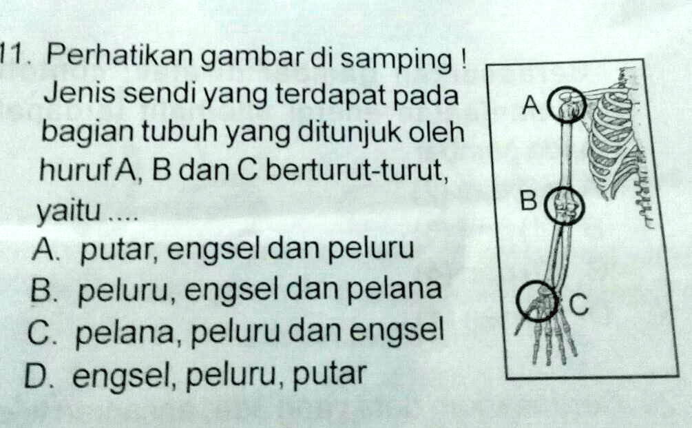 SOLVED: ini apa jawabannya apa??? 11 Perhatikan gambar di samping Jenis ...