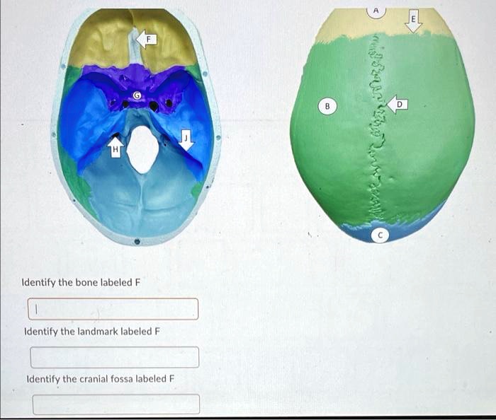 Identify the bone labeled F Identify the landmark labeled F ldentify ...