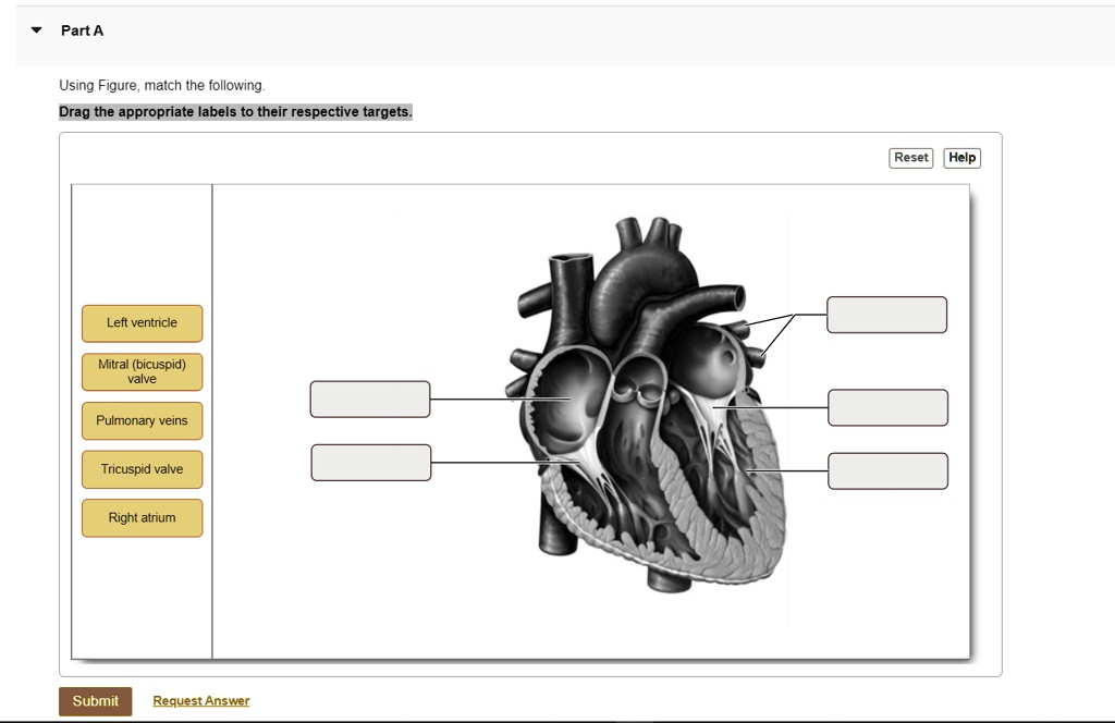 SOLVED: Part A Using Figure, match the following. Drag the appropriate labels to their ...