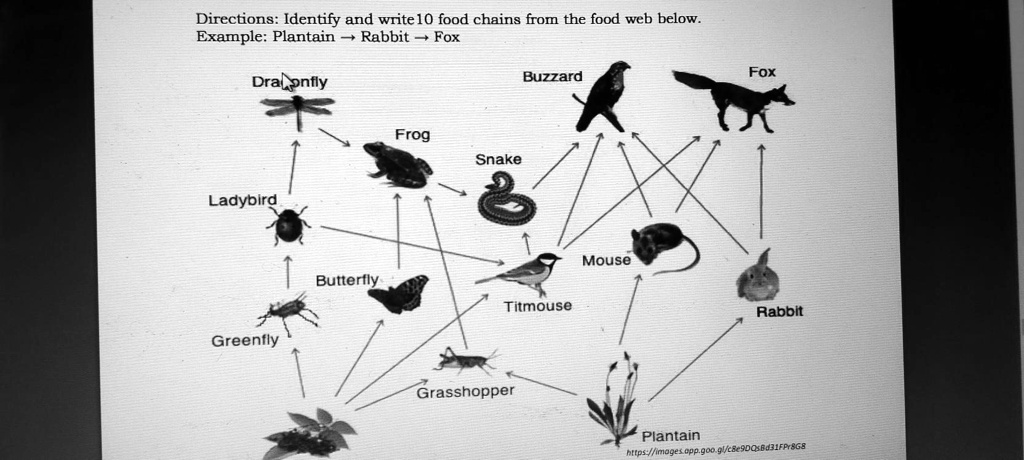 identify and write 10 food chains from the food web below example ...