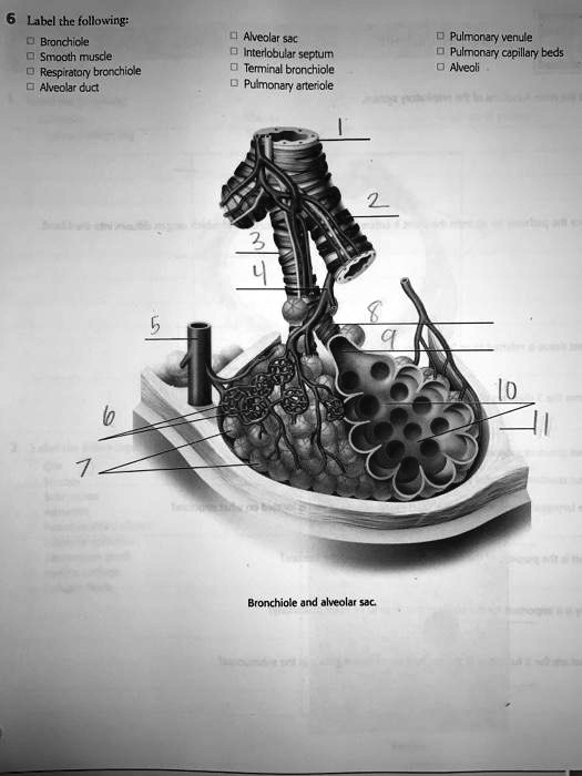 Label the following: Bronchiole Smooth muscle Respiratory bronchiole ...