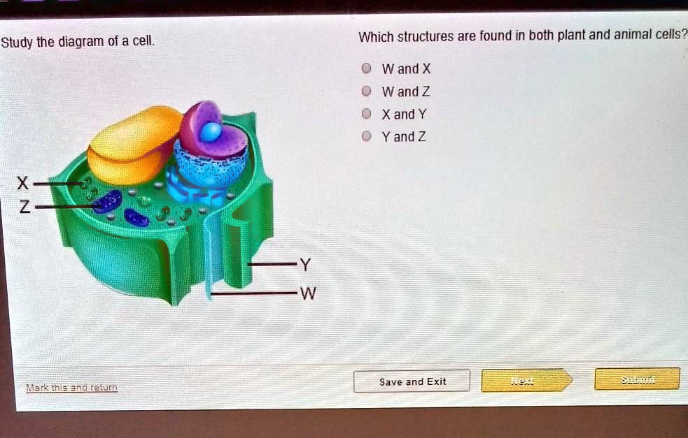 Study the diagram of a cell. Which structures are found in both plant ...