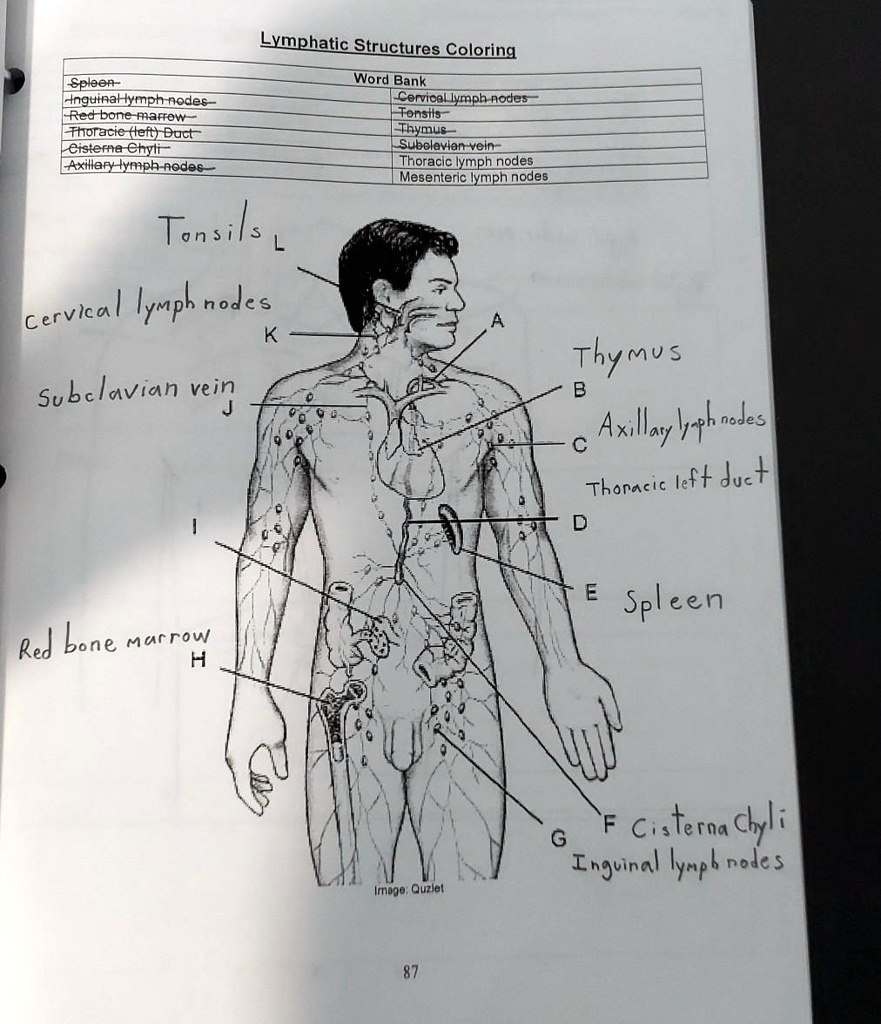 SOLVED: Text: Match the correct word with the letter for this lymphatic ... SOLVED: Text: Match the correct word with the letter for this lymphatic ...