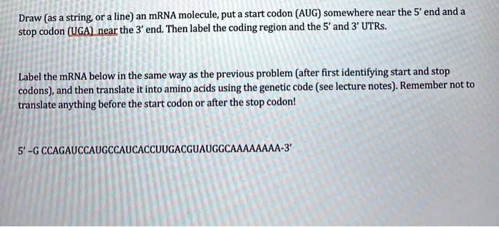 draw as string or line an mrna molecule put a start codon aug somewhere ...
