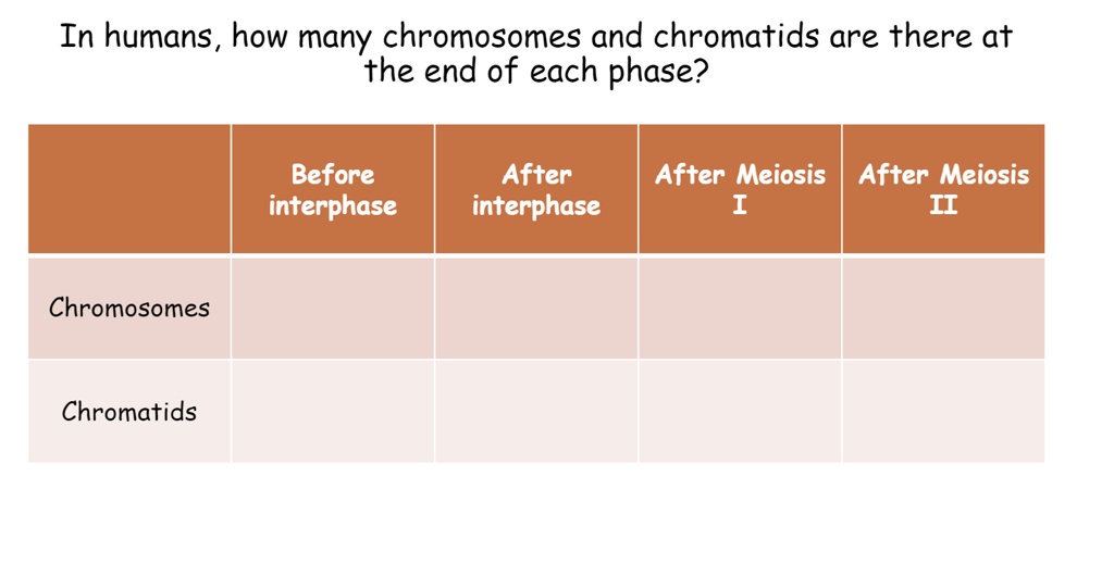 SOLVED:In humans, how many chromosomes and chromatids are there at the ...
