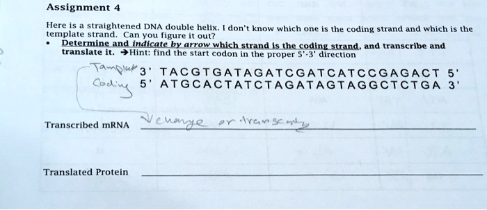 SOLVED: Assignment Here is straightened DNA double helix: don"t know ...