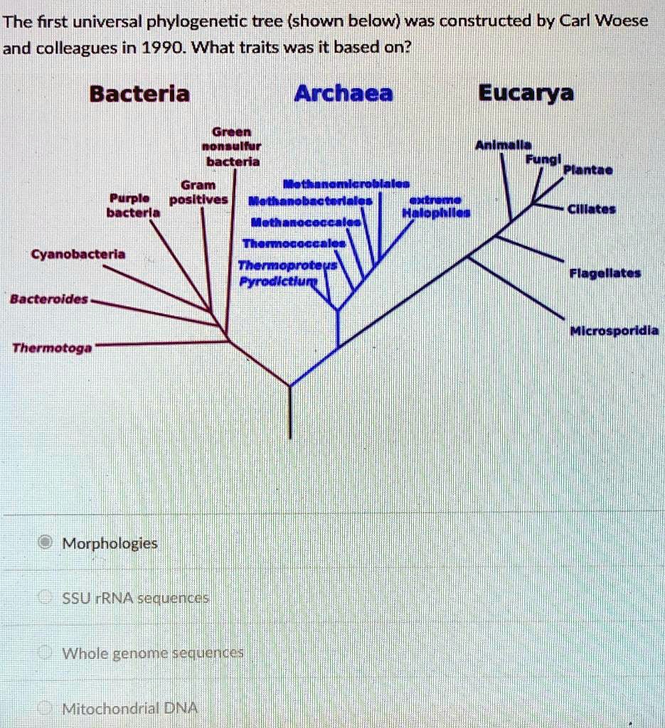 SOLVED: The first universal phylogenetic tree (shown below) was ...