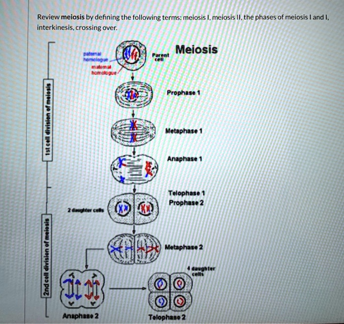 review meiosis by defining the following terms meiosis meiosis the ...