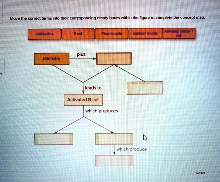 move the correct terms into their corresponding empty boxes within the figure t0 complete the ...