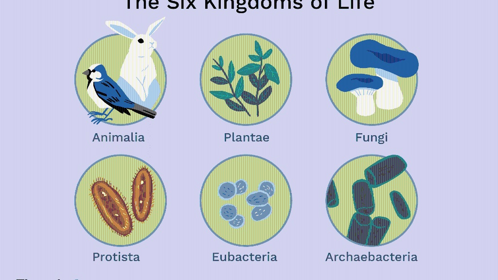 The Six Kingdoms of Life Animalia Plantae Fungi Protista Eubacteria ...