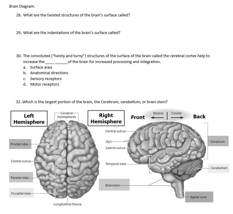 SOLVED: 28. What are the twisted structures of the brain's surface ...