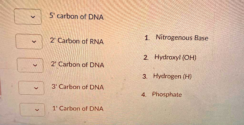 SOLVED: 5' carbon of DNA 2' Carbon of RNA 1 Nitrogenous Base 2 Hydroxyl ...