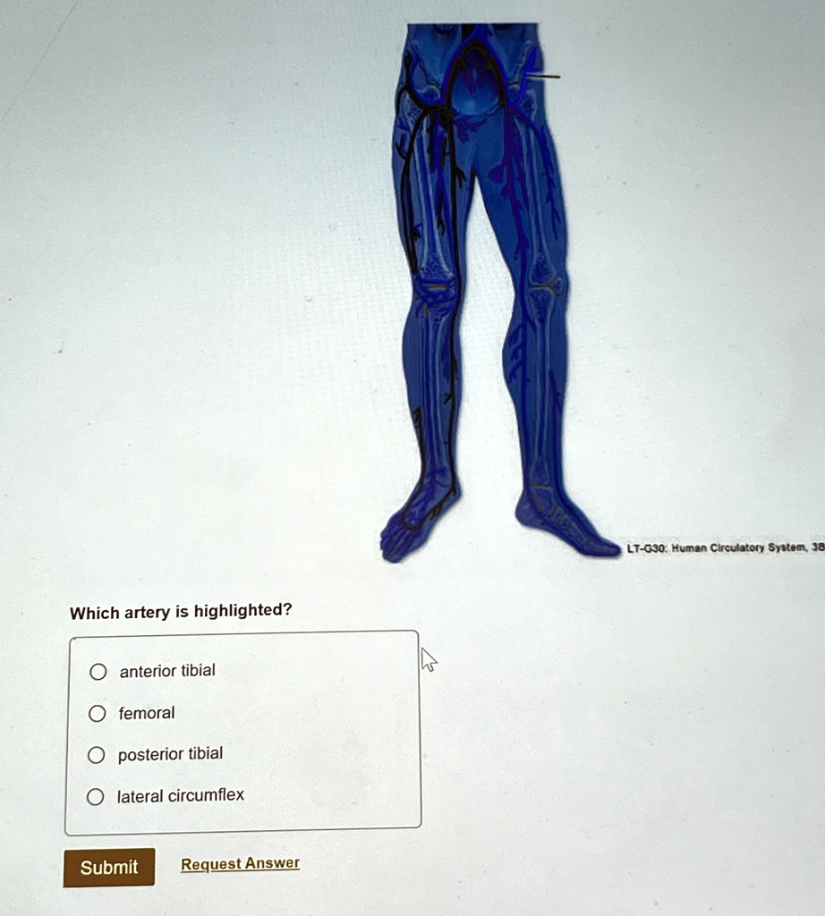 Which artery is highlighted? anterior tibial femoral posterior tibial lateral circumflex Submit ...