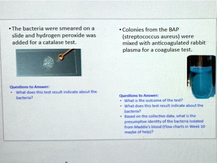SOLVED: The bacteria were smeared on a slide and hydrogen peroxide was ...