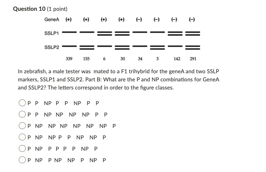 SOLVED: Text: Question 10 (1 point) GeneA ...