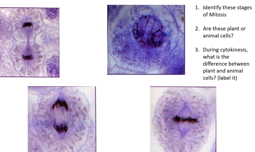 'Identify these stages of Mitosis Are these plant or animal cells ...