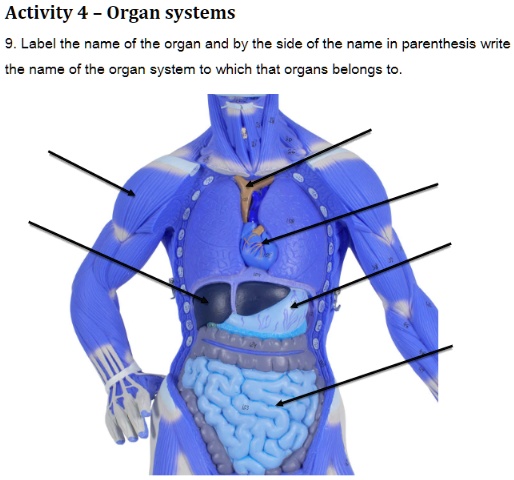 Activity 4 - Organ systems 9. Label the name of the organ and by the side of the name in ...
