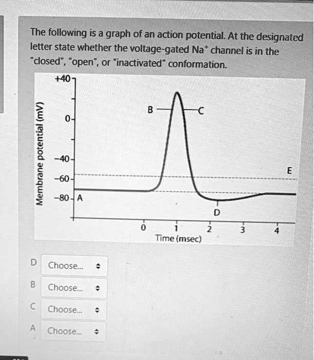 SOLVED: The following is a graph of an action potential At the ...