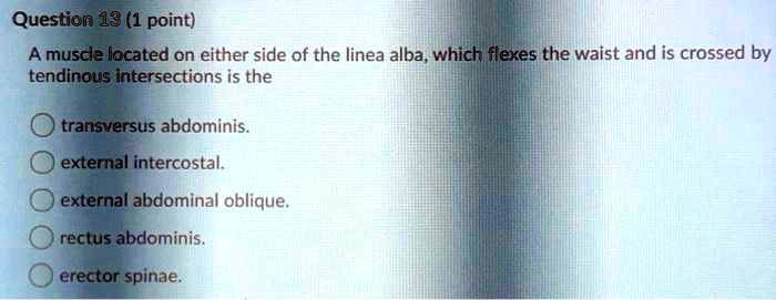 SOLVED: Question 13(1 point) A muscle located on either side of the ...