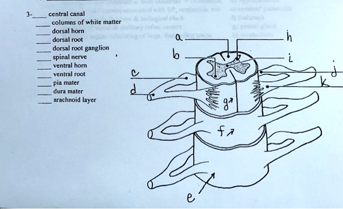 SOLVED:central canal columns of white matter dorsal hom dorsal root ...