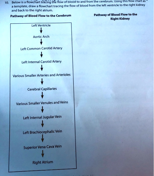 10. Below is a flowchart tracing the flow of blood to and from the ...