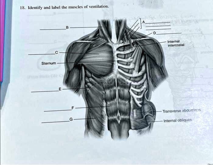 SOLVED: 18.Identify and label the muscles of ventilation. Internal ...