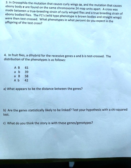 drosophila the mutation that causes curly wings cu and the ebony body ...