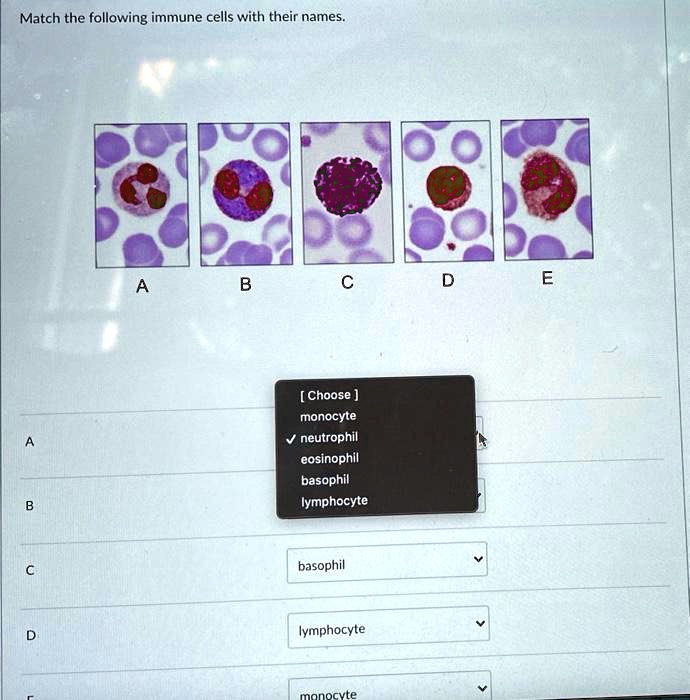 match the following immune cells with their names choose monocyte ... match the following immune cells with their names choose monocyte ...
