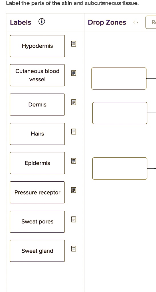 Label the parts of the skin and subcutaneous tissue. Labels Drop Zones ...