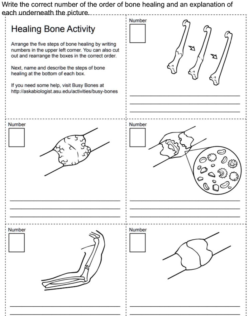 write the correct number of the order of bone healing and an ...