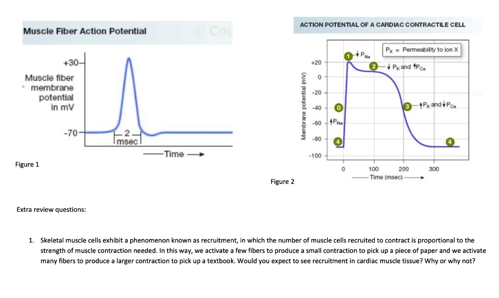 Muscle Fiber Action Potential +30- Muscle fiber membrane potential in ...