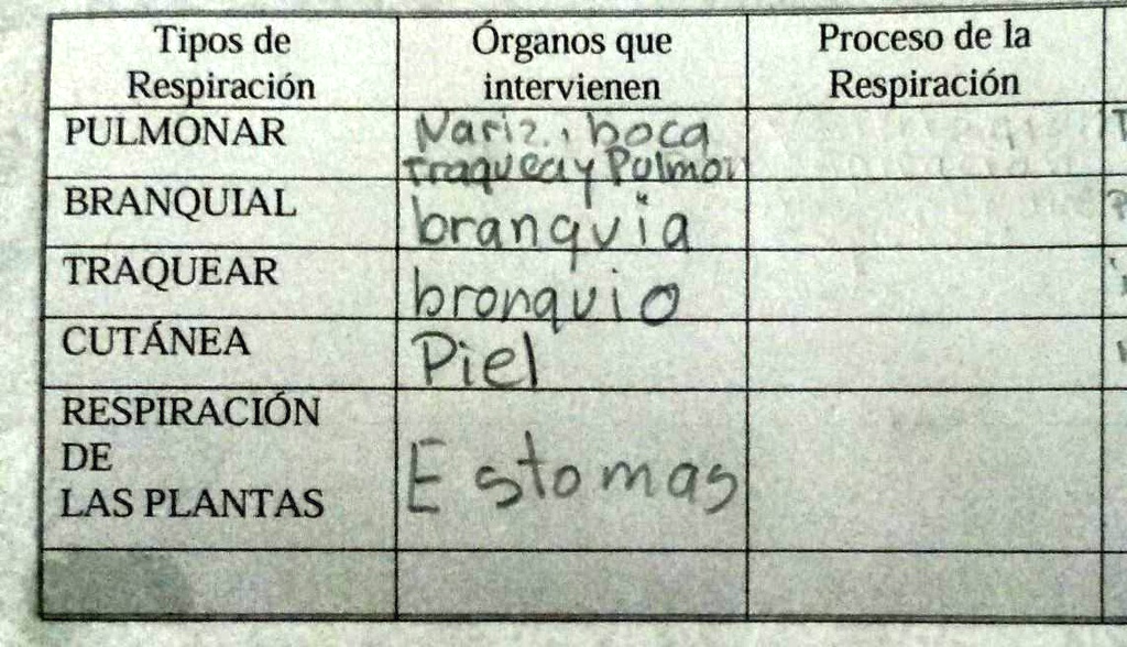 SOLVED: Necesito saber el proceso de la respiración... Ayuda pleaseeeee ...
