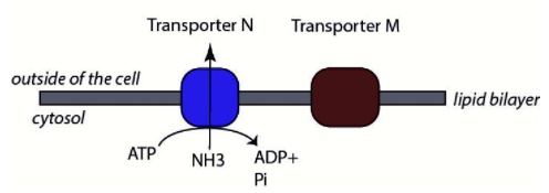 SOLVED: (A) Consider a cell that has only two transport proteins that ...